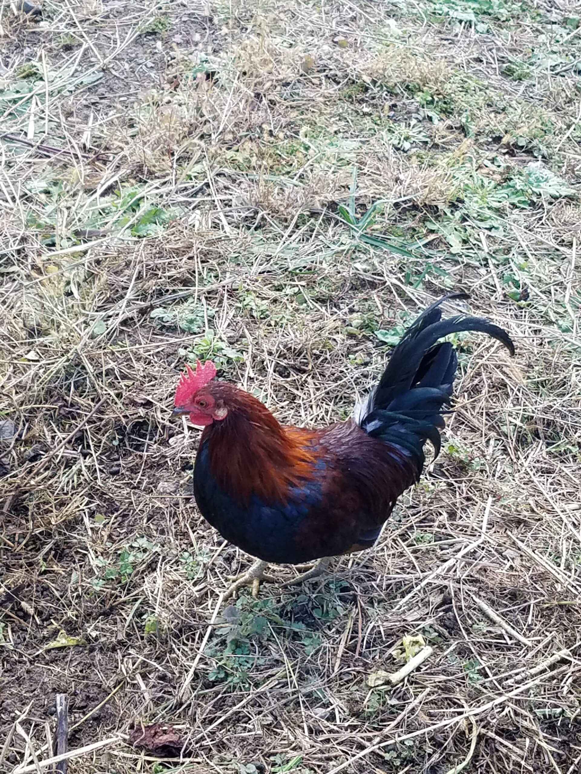 チャボ雄鶏三羽の紹介 – めだかのグッドラック